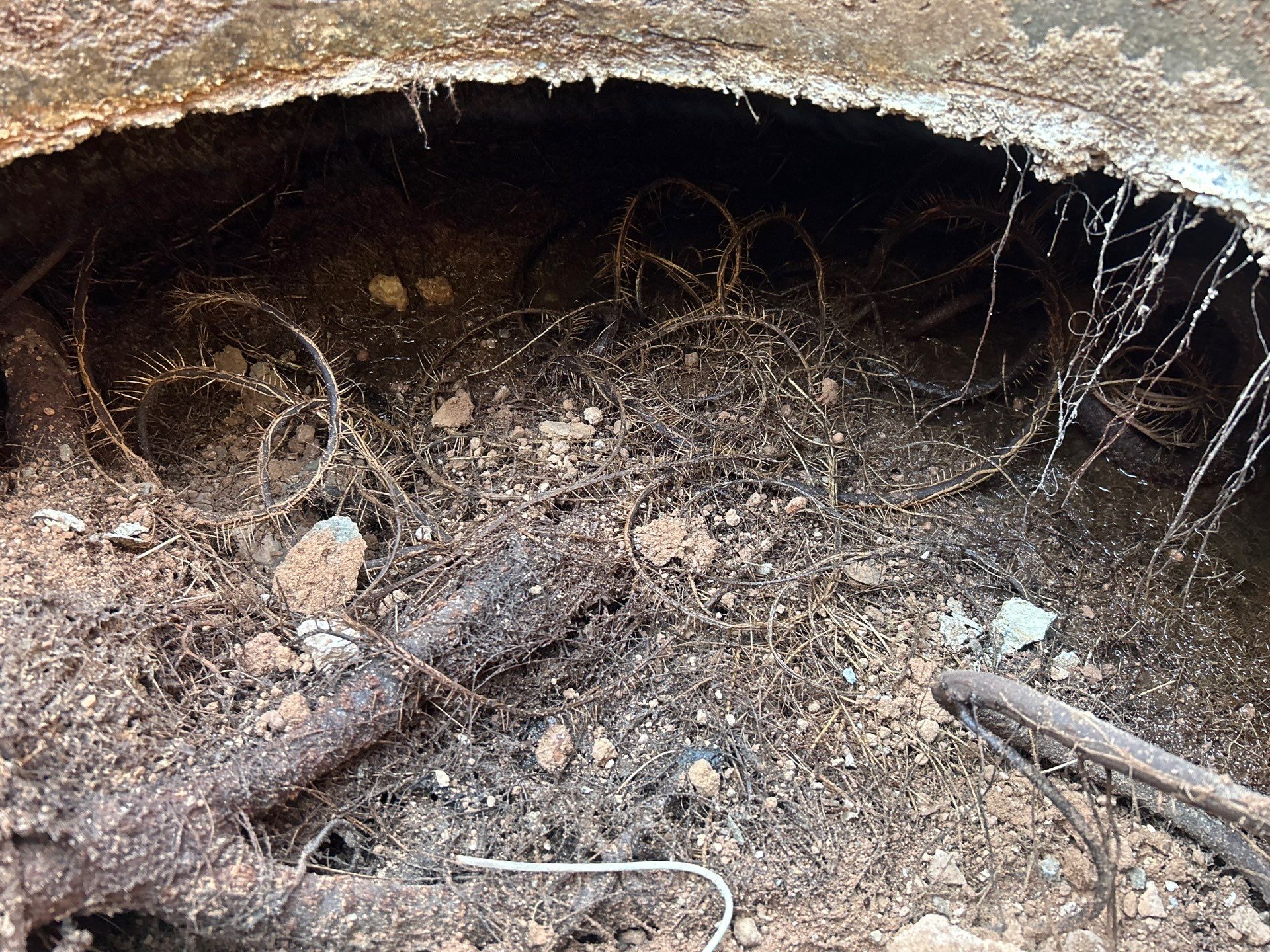 Roots VS. Septic Tanks - Priority Pumping